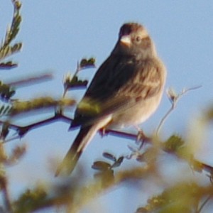 Southeast Arizona bird migration, found in the San Pedro River Valley ...