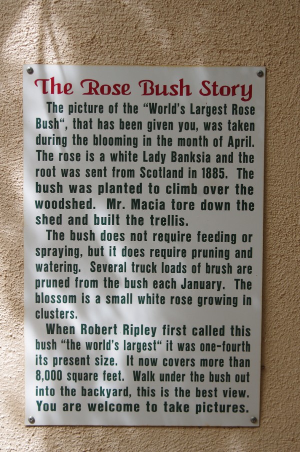 Tombstone's Rose Tree Festival is near a San Pedro River BnB Down by ...