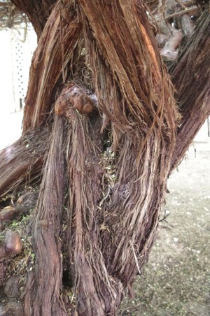 Tombstone's Rose Tree Festival is near a San Pedro River BnB Down by ...