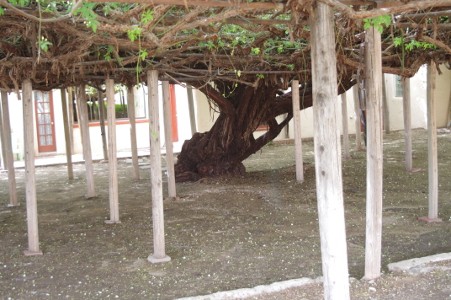 Tombstone's Rose Tree Festival is near a San Pedro River BnB Down by ...