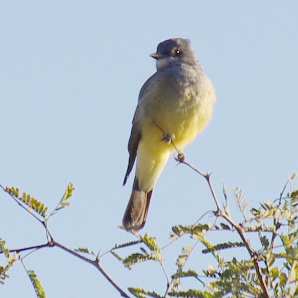 Southeast Arizona bird migration, found in the San Pedro River Valley ...