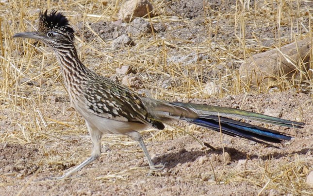 Greater Roadrunners – Arizona’s rascal with feathers Down by the River ...