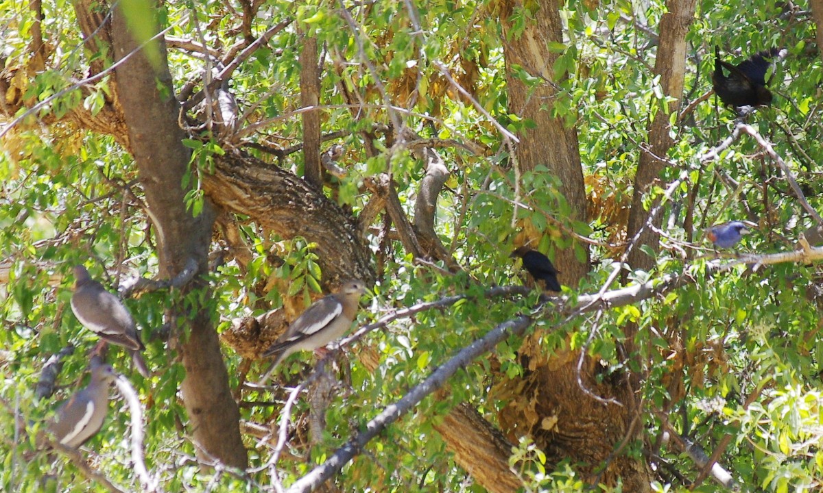 Birding at Paton Hummingbird Haven - Put It On Your Bucketlist Down by ...